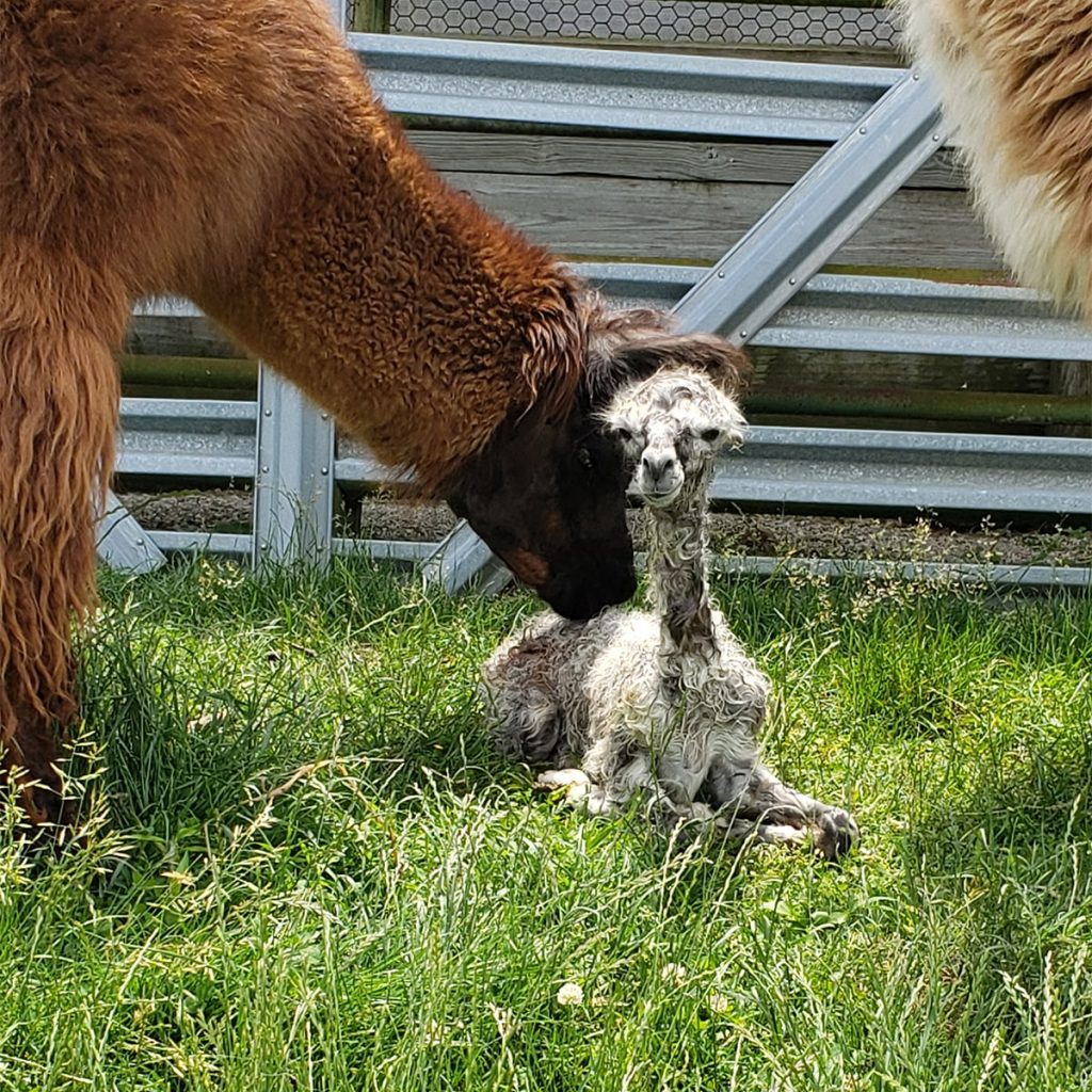 Llama & Alpaca Facts – Hoosier Llama Alpaca Association